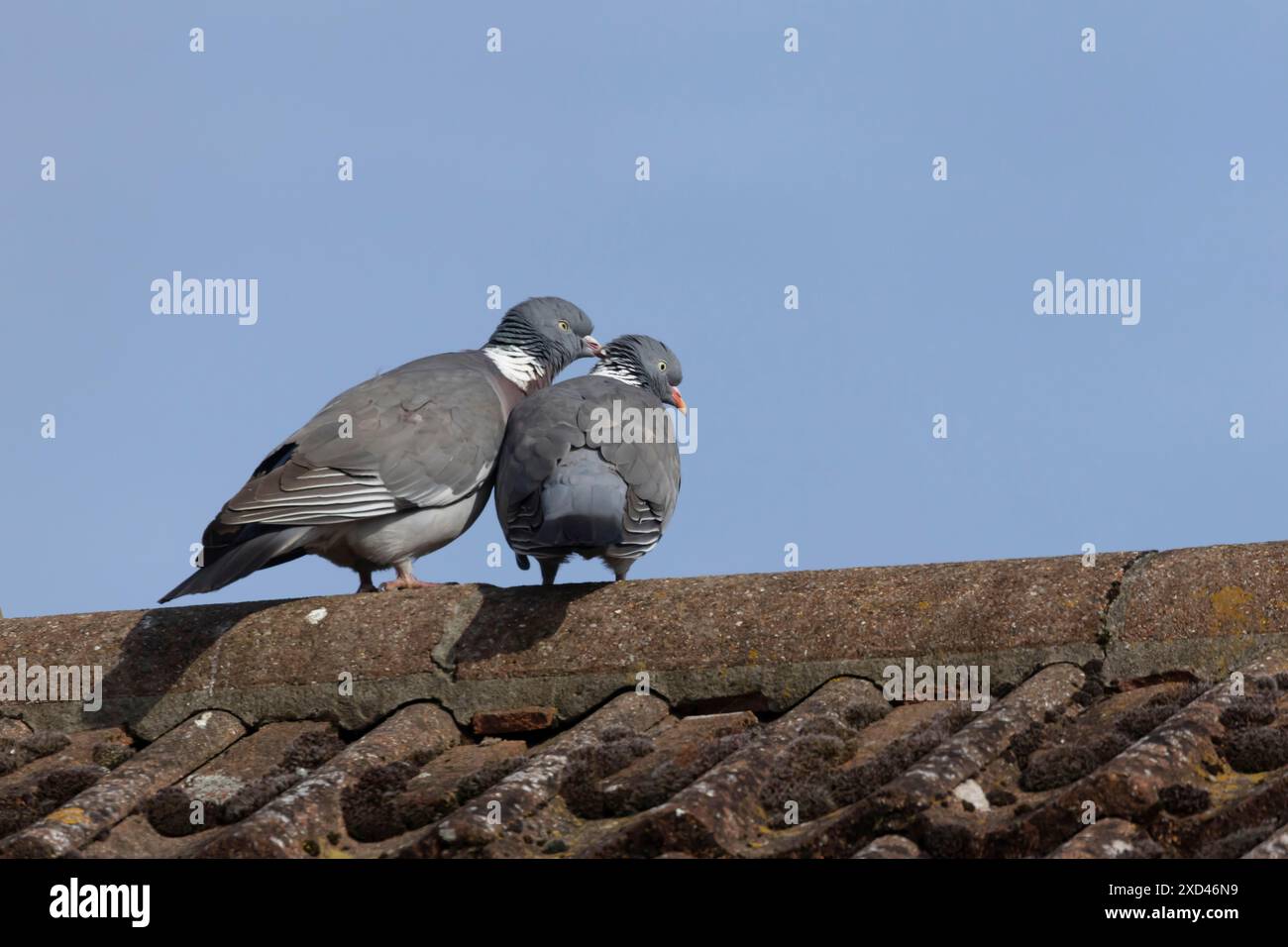 Wood pigeon (Columba palumbus) two adult birds performing their ...