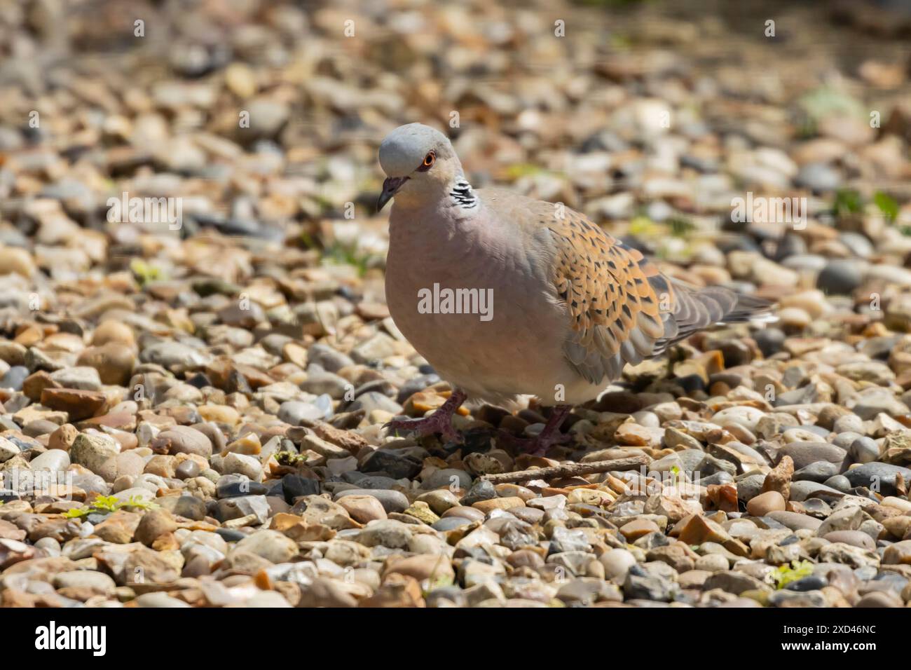 Turtle dove (Streptopelia turtur) adult bird on an urban garden shingle ...