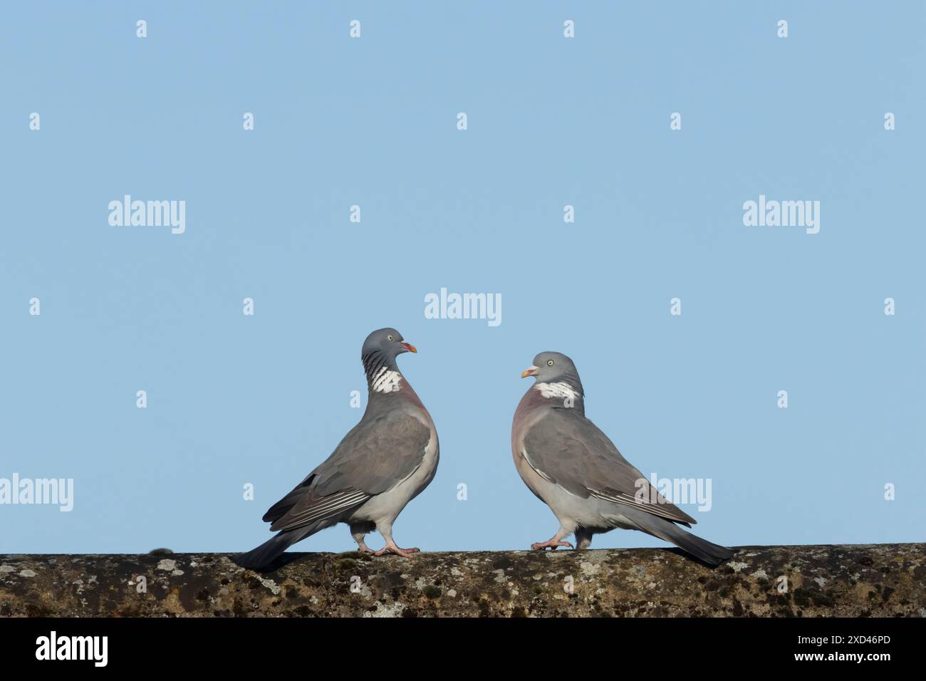 Wood pigeon (Columba palumbus) two adult birds performing their ...