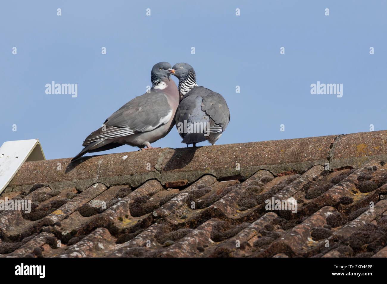 Wood pigeon (Columba palumbus) two adult birds performing their ...