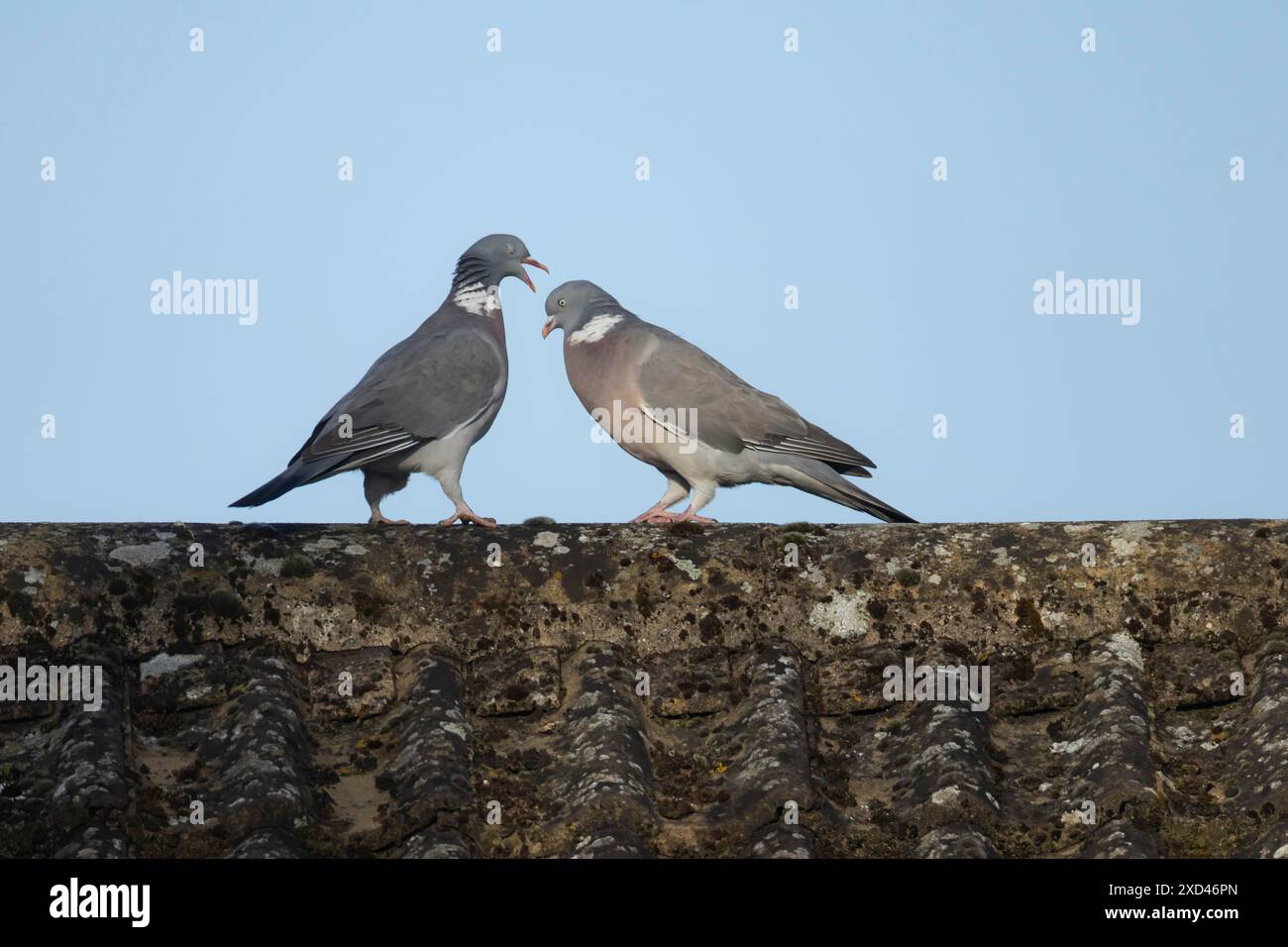 Wood pigeon (Columba palumbus) two adult birds performing their ...