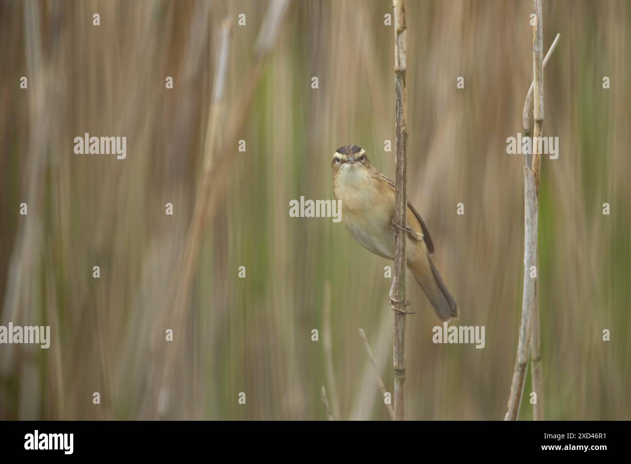 Sedge warbler (Acrocephalus schoenobaenus) adult bird in a reedbed, England, United Kingdom ...