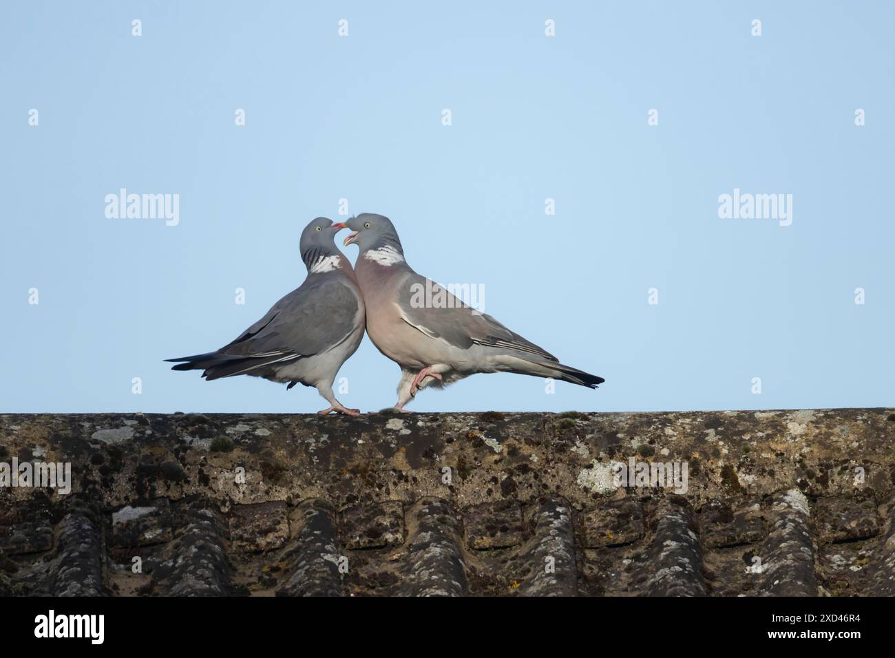 Wood pigeon (Columba palumbus) two adult birds performing their ...