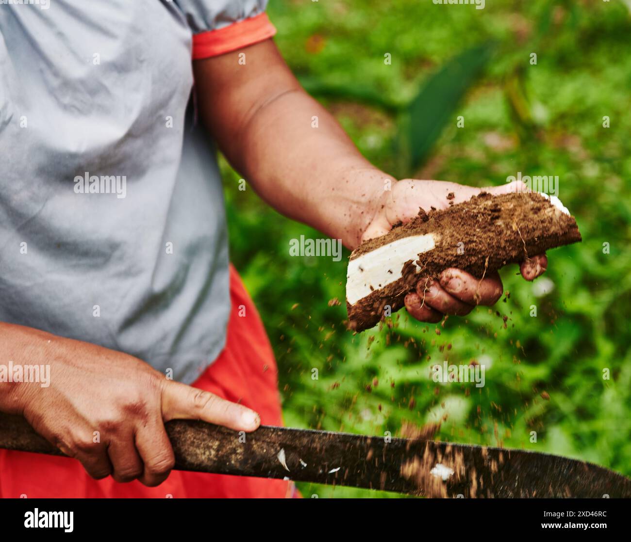 Hands of an indigenous woman cutting open a yucca root in the Cuyabeno ...