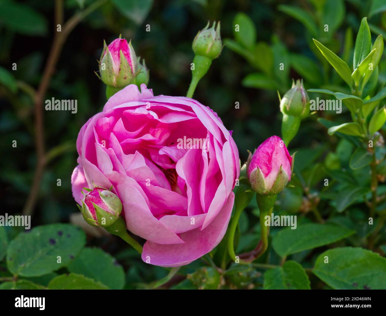 Old rose (Rose 'Pompon de Bourgogne' Stock Photo - Alamy