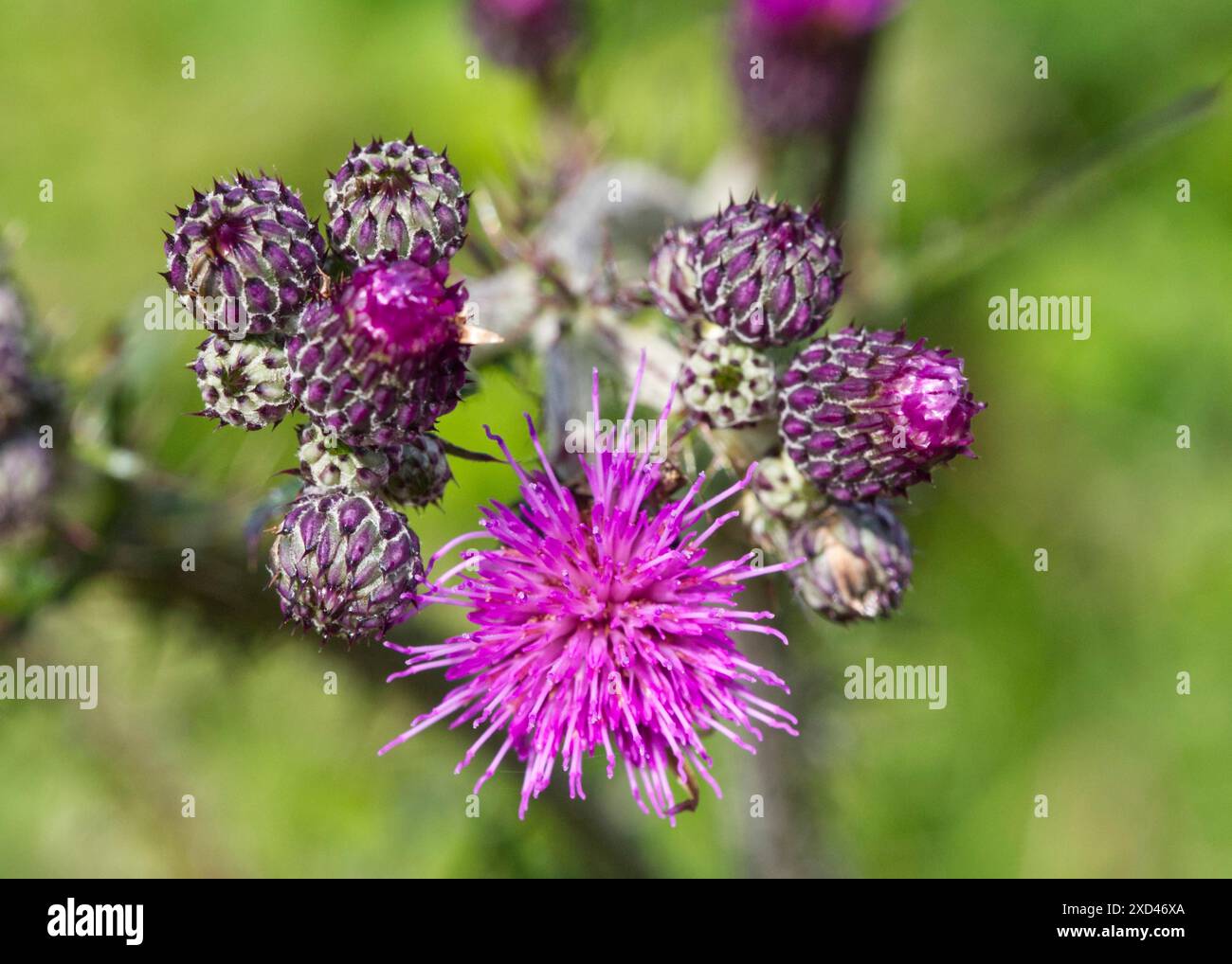 Flowers of the Alpine thistle (Carduus defloratus Stock Photo - Alamy