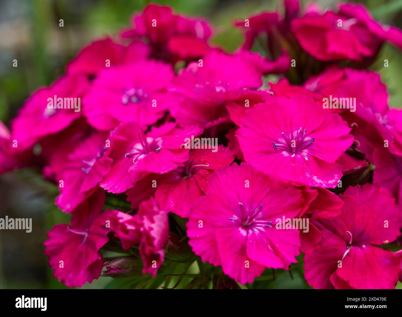 William the red hi-res stock photography and images - Alamy