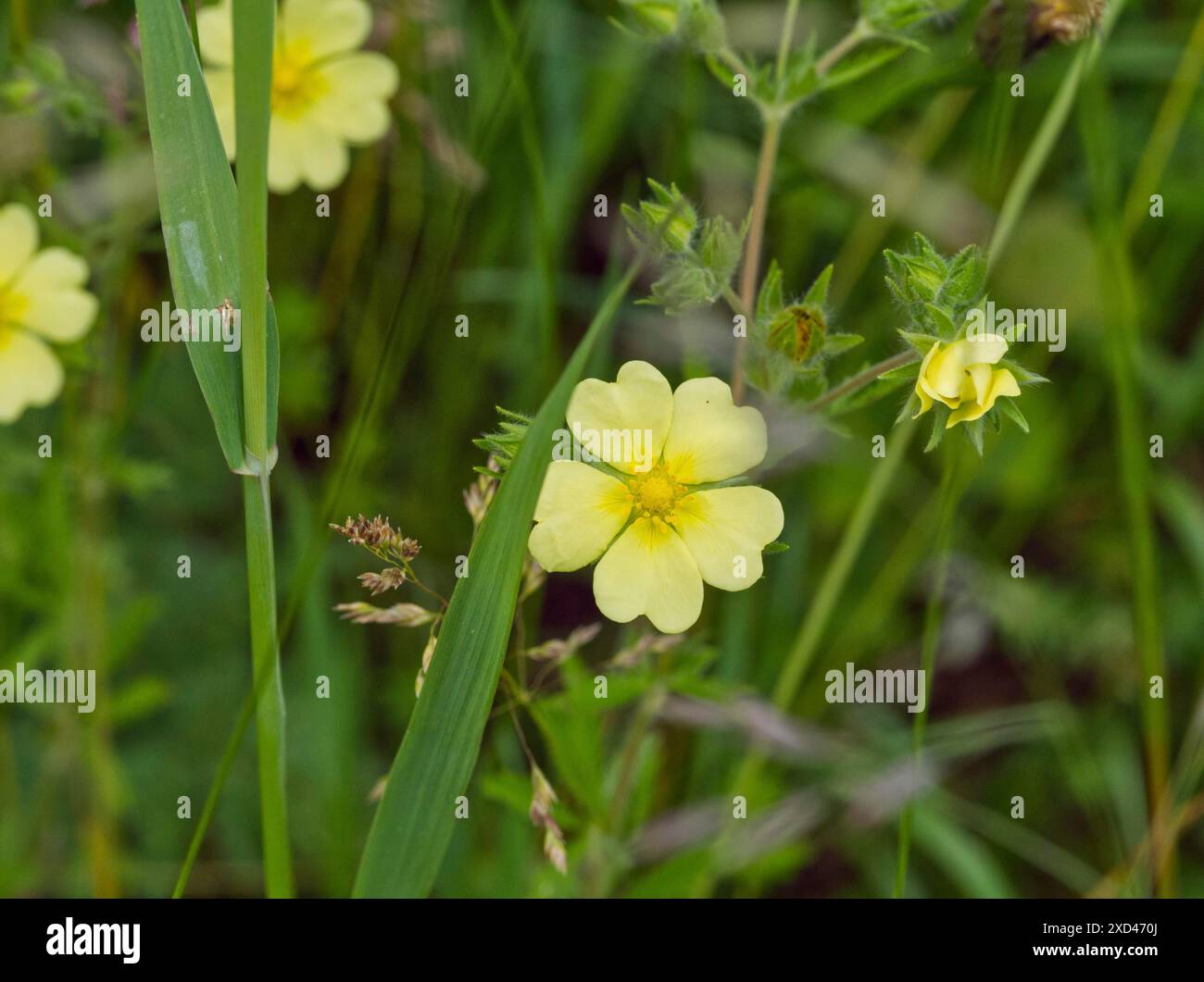 Potentilla recta hi-res stock photography and images - Alamy