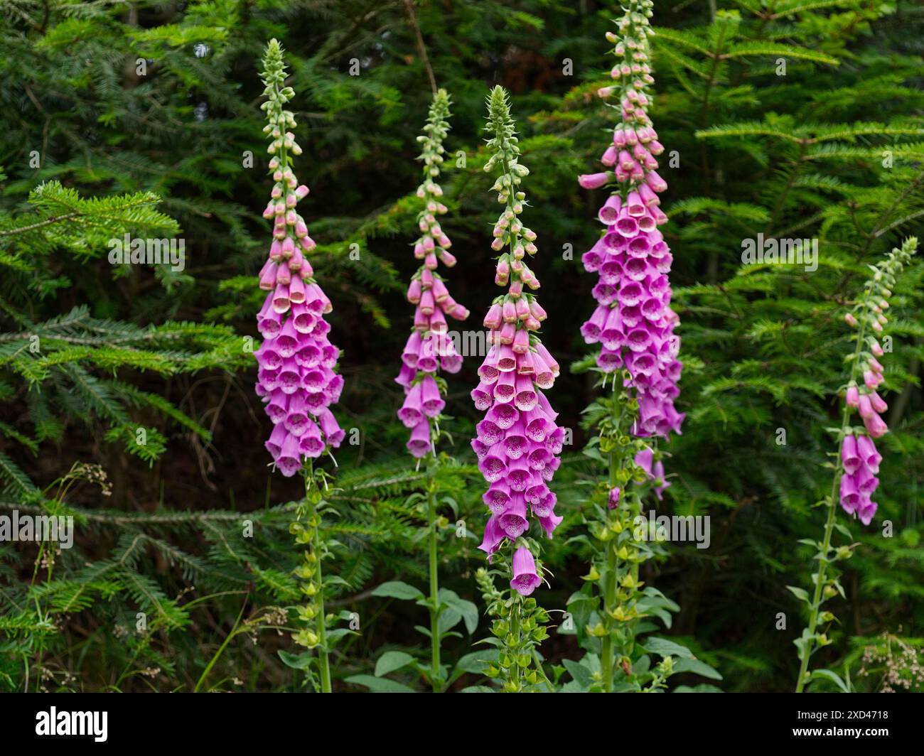 Common foxglove (Digitalis purpurea), several plants Stock Photo - Alamy
