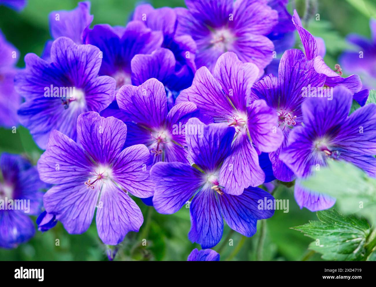 Magnificent cranesbill (Geranium x magnificum), several flowers Stock ...