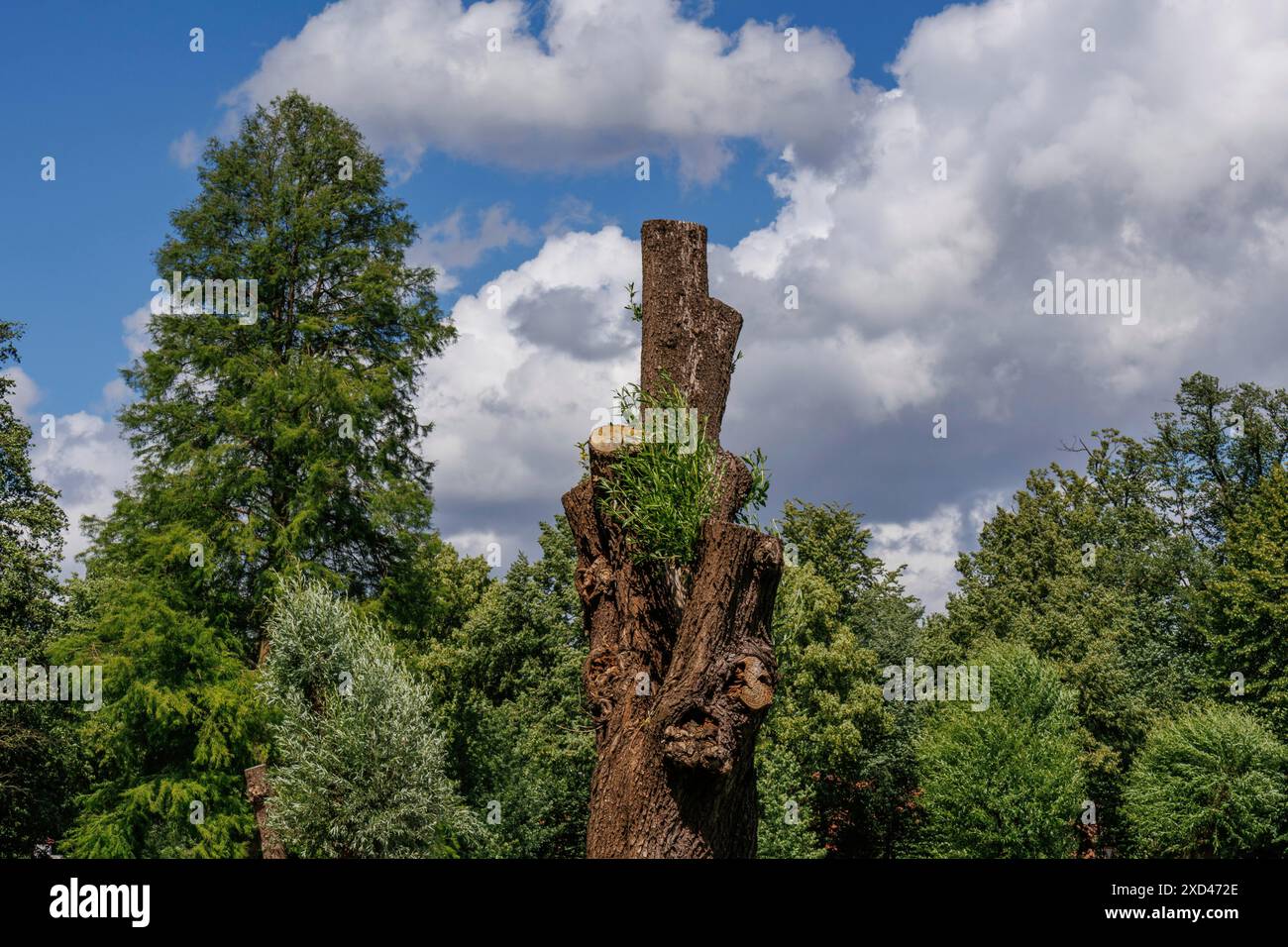 A tall tree stump with new growth, against a sky with white clouds ...