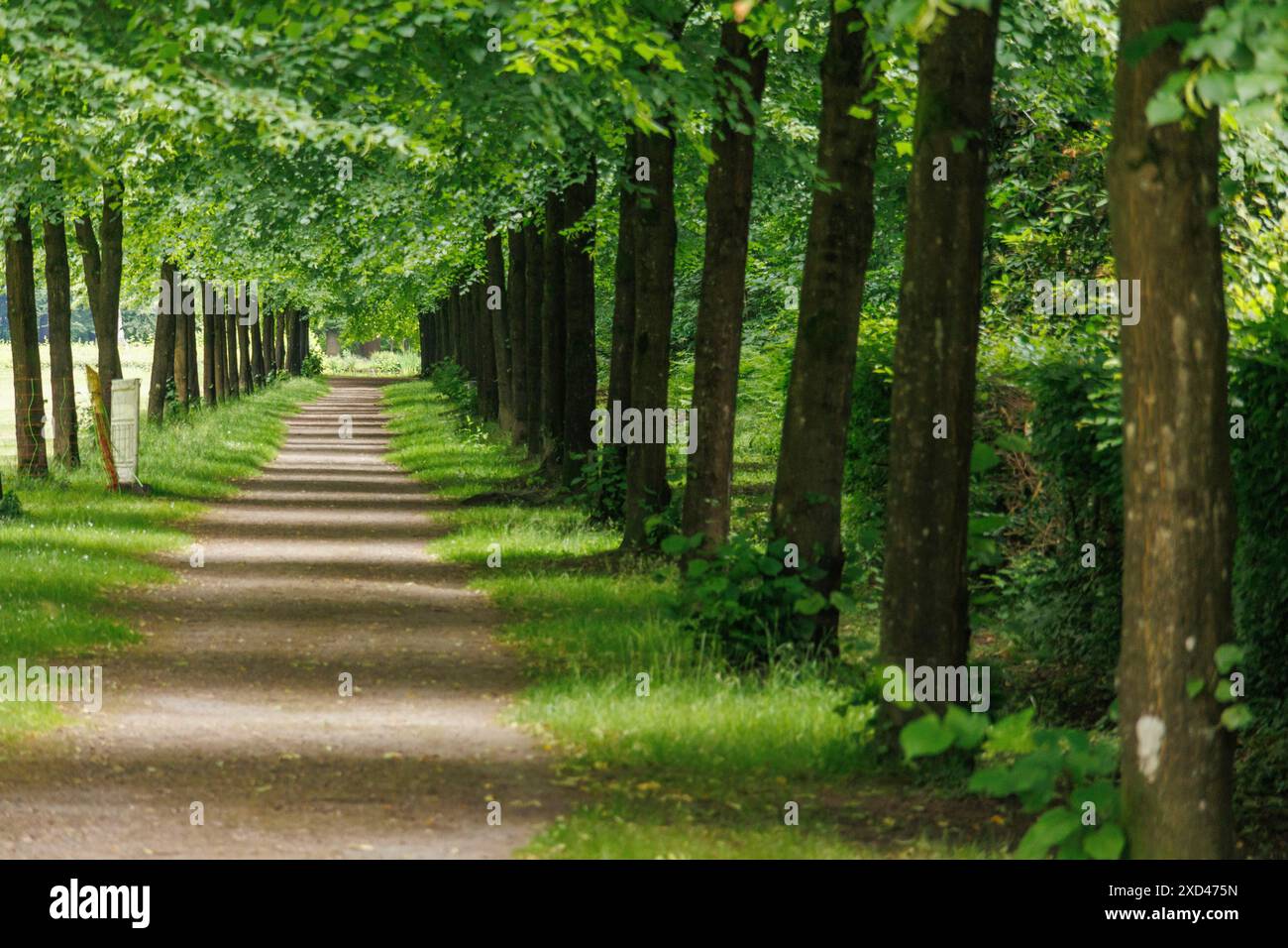 Long, narrow path through a wooded avenue, Soegel, emsland, Germany ...