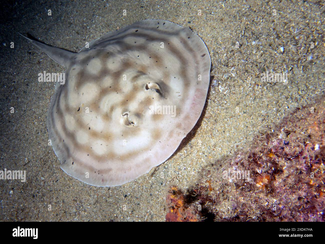 A Bullseye Round Stingray (Urobatis concentricus) in Baja California ...