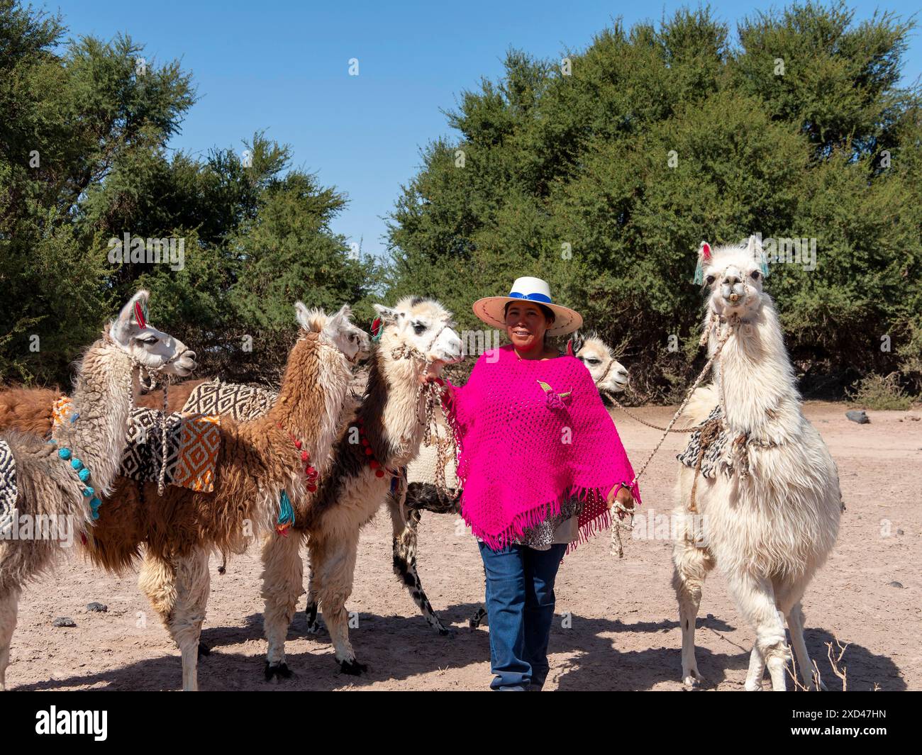 Indigenous woman of the Atacameno minority with llamas, Atacama Desert ...