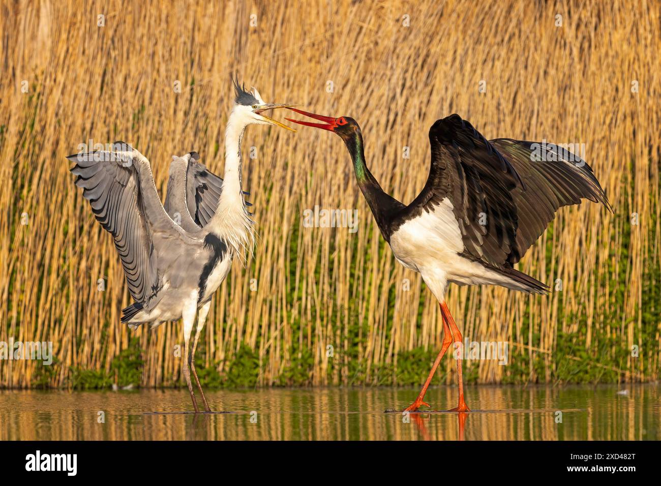 Black stork (Ciconia nigra), grey heron (Ardea cinerea) also known as ...
