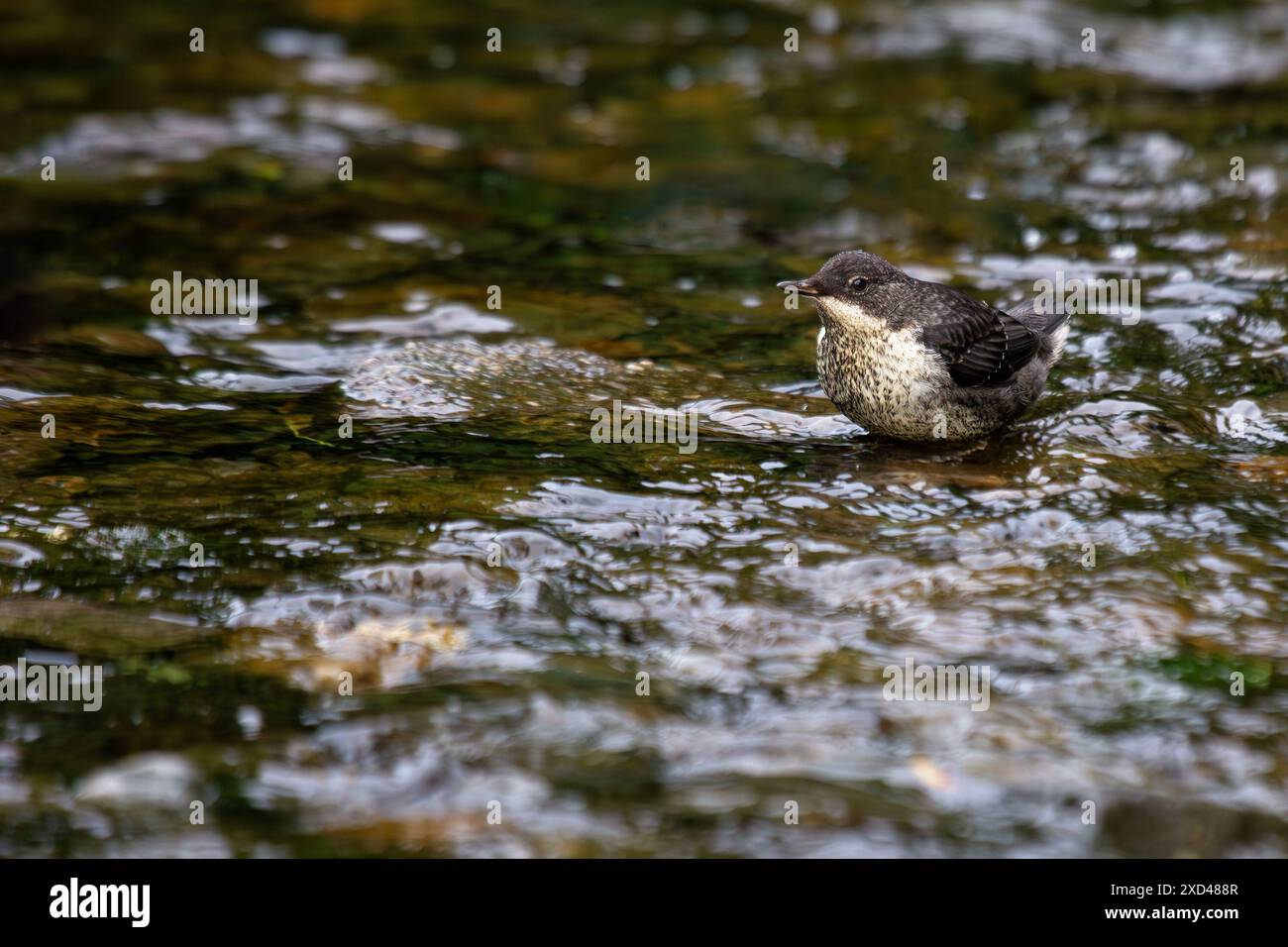 The Dipper, known for its dark plumage and white throat, was spotted on ...