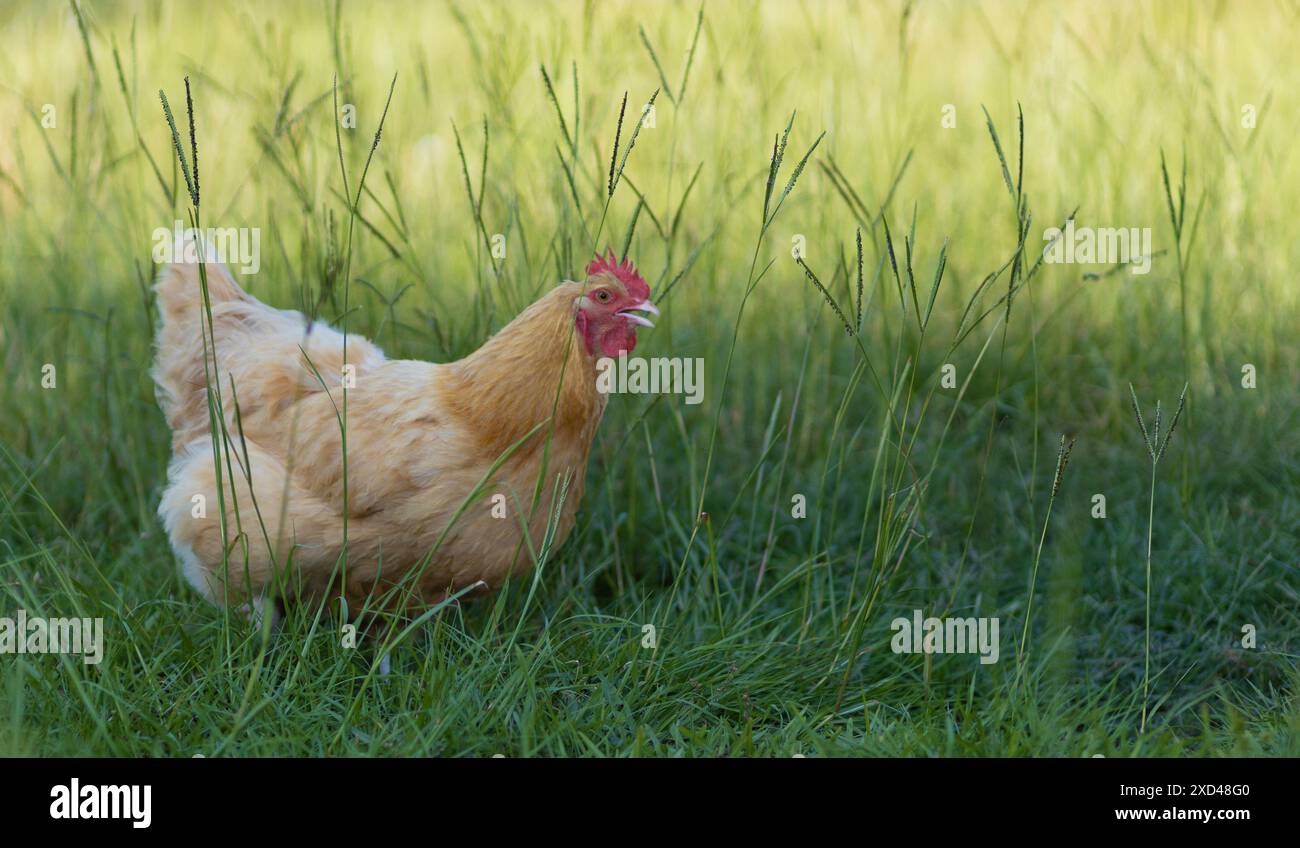Free range buff Orpington chicken hen sneaking thorugh the grass of an ...