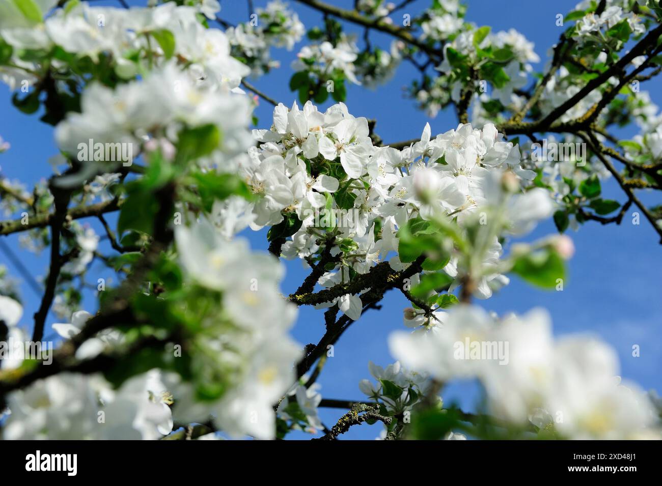 fresh, flowers, natural, natural, spring, season, health, beauty ...