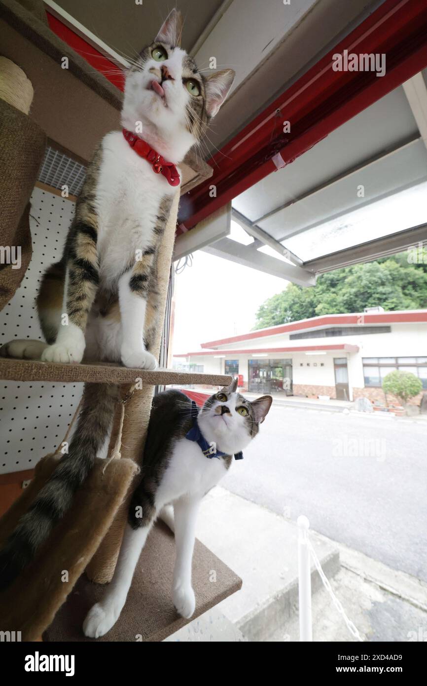 Yamato, the second generation male cat "stationmaster" attends a ...