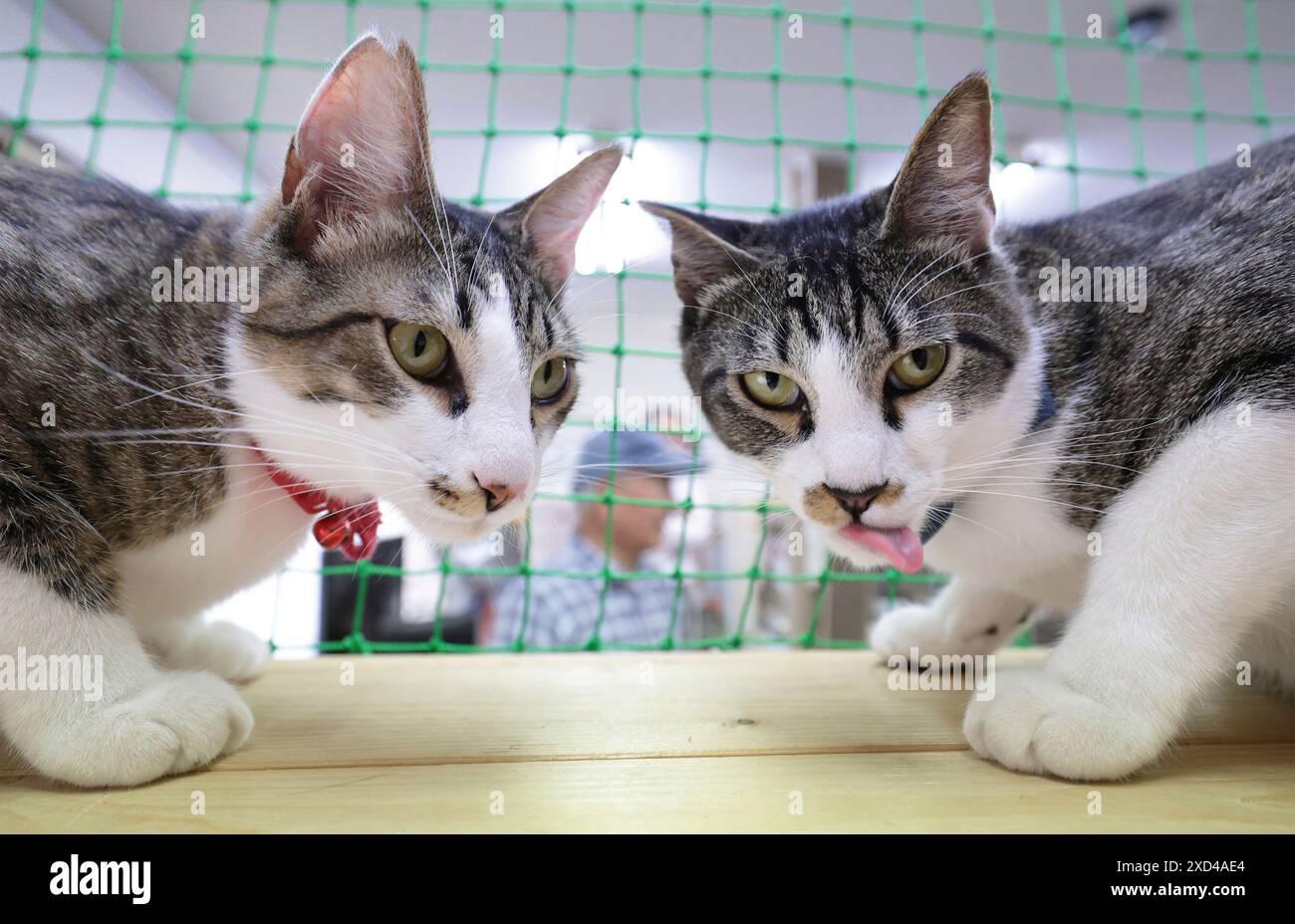 Yamato (L), the second generation male cat "stationmaster" with his ...