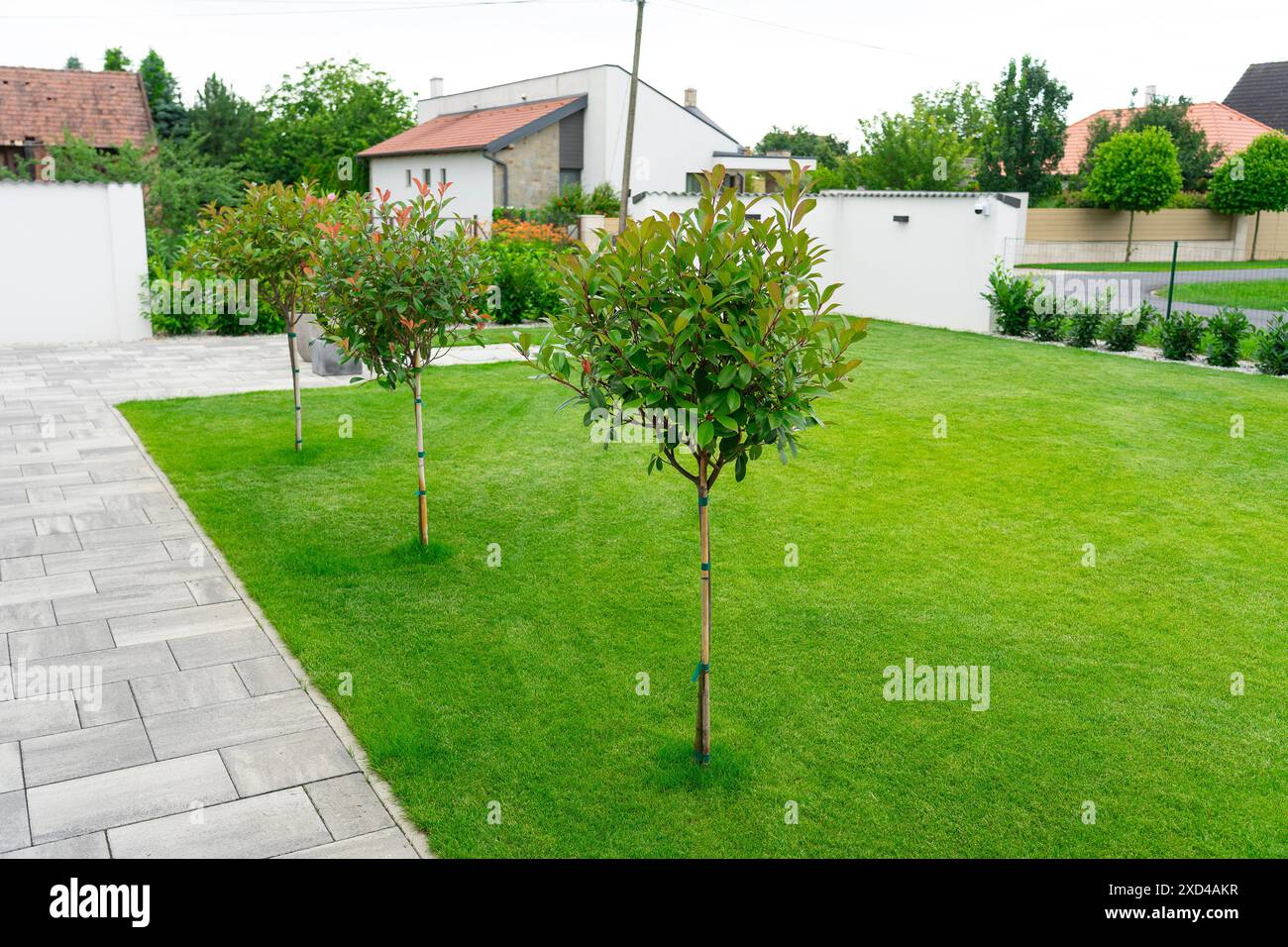 photinia red robin trees in a residental family garden with green grass ...