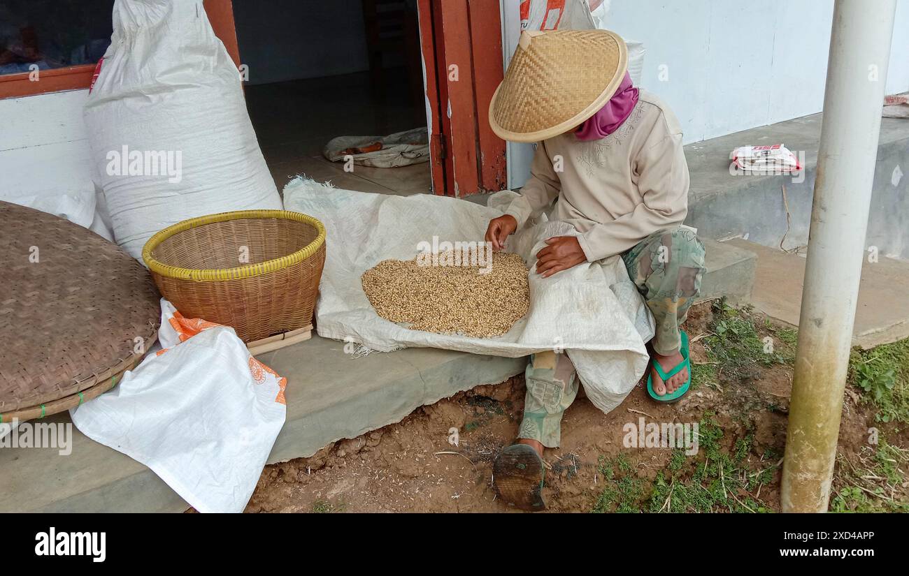 Photo of an Asian farmer sorting crops in front of the house Stock ...