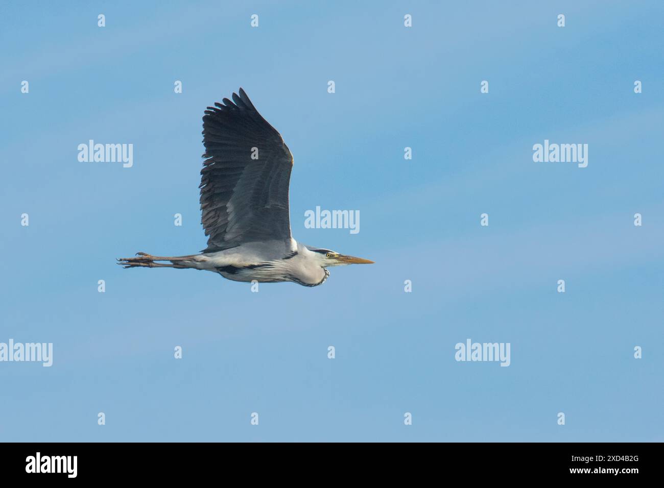 Ardea cinerea, grey heron flying, heron in flight, Norfolk Broads, May ...