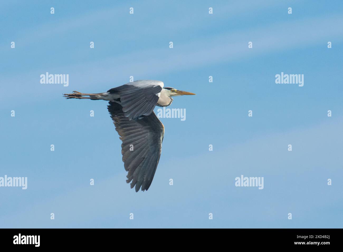 Ardea cinerea, grey heron flying, heron in flight, Norfolk Broads, May ...