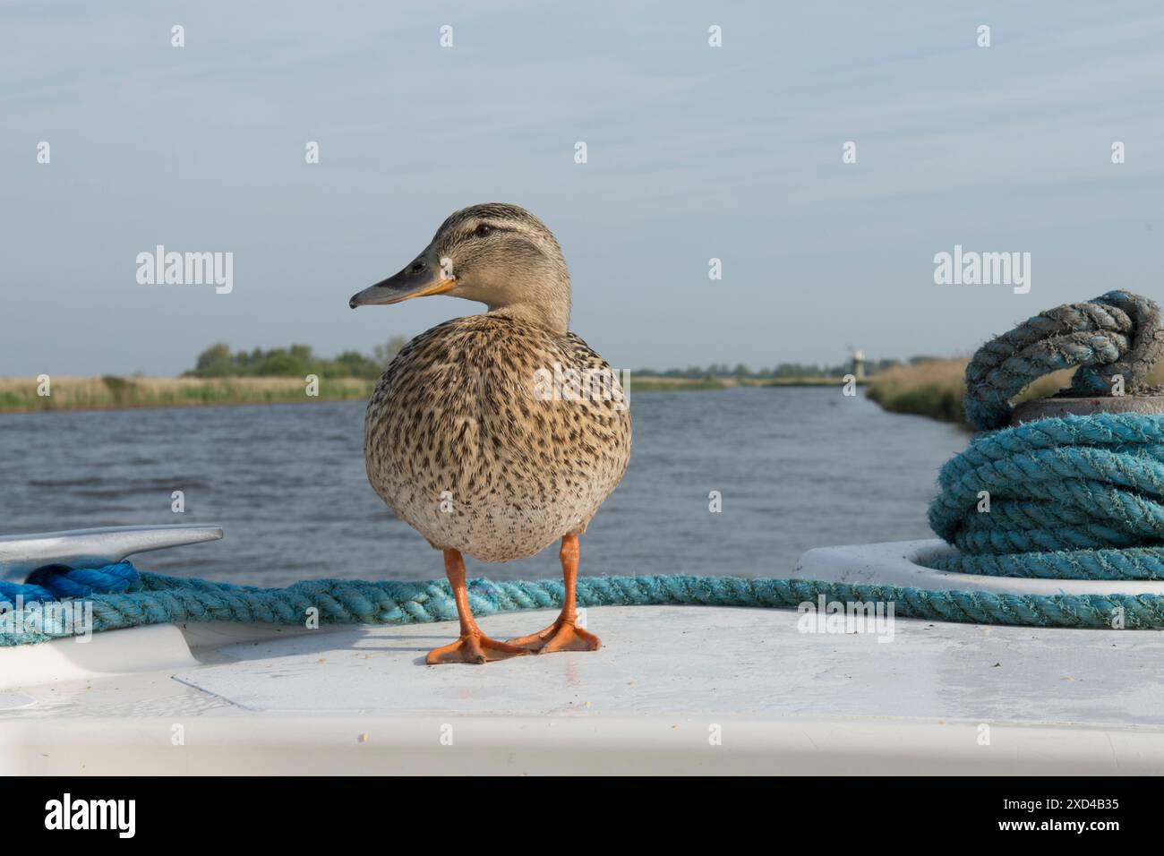 Mallard duck on the deck of a holiday cruising boat hoping to be fed ...