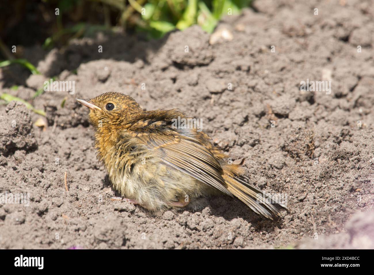 Robin sunning itself in dust bath on soil on ground fluffing its body ...