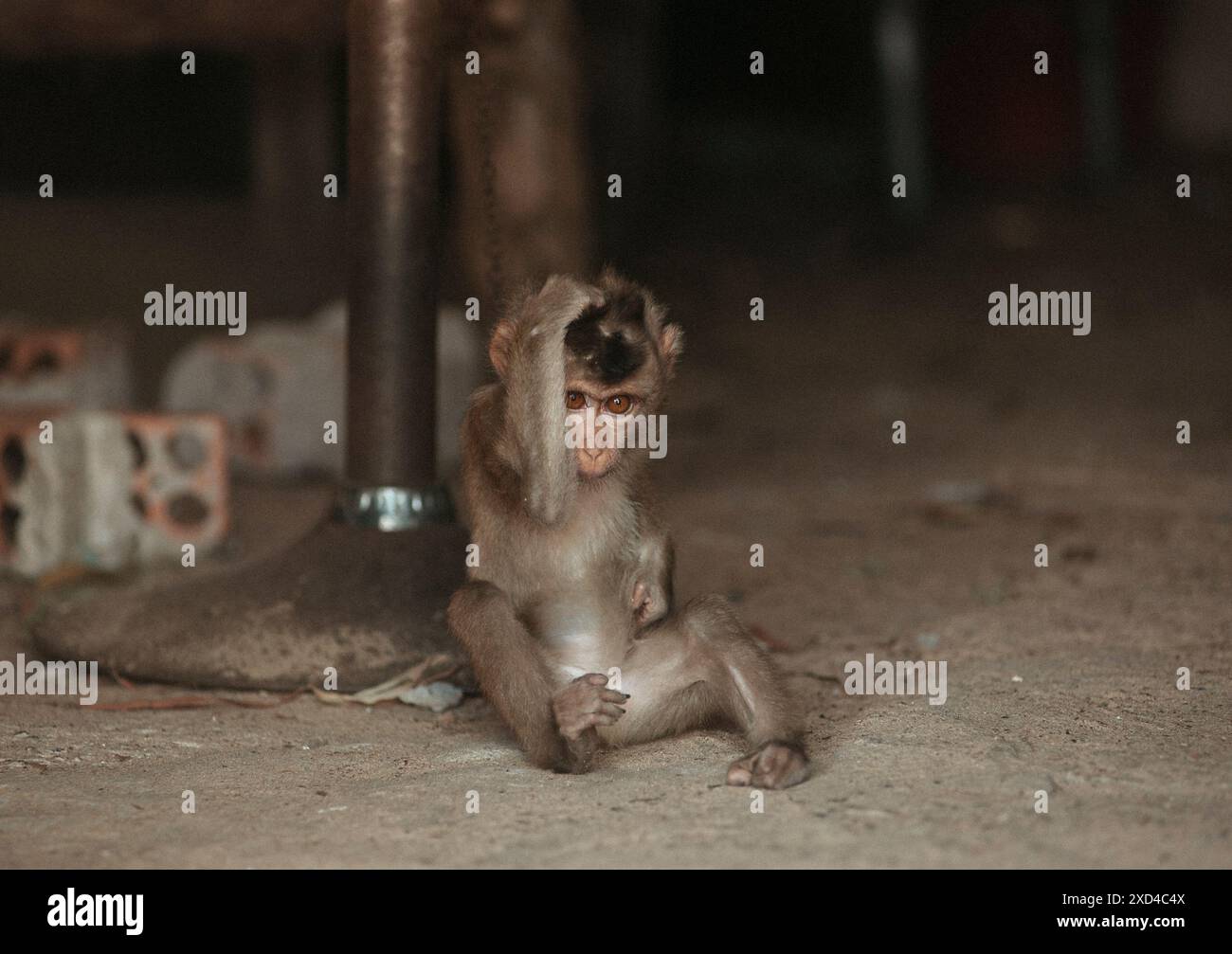 Sad monkey cartoon hi-res stock photography and images - Alamy