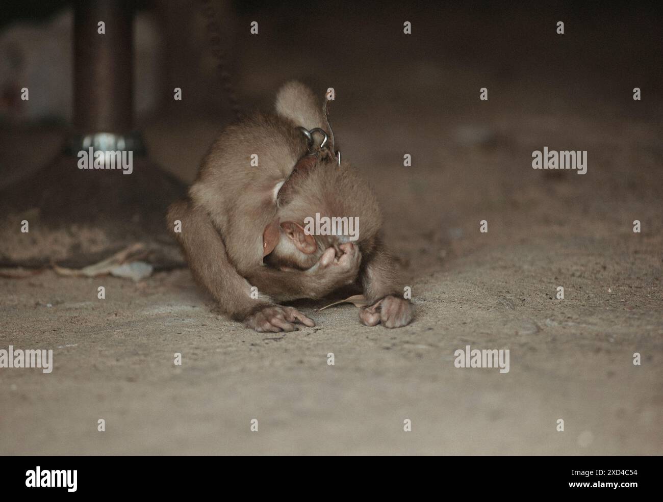 Sad monkey cartoon hi-res stock photography and images - Alamy