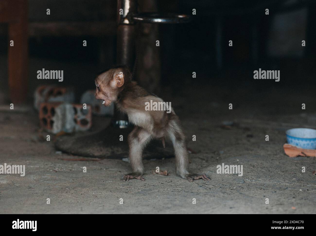 Sad monkey cartoon hi-res stock photography and images - Alamy