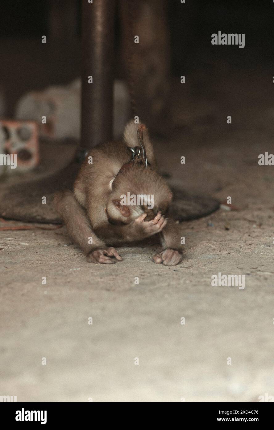 A sad monkey got chained Stock Photo - Alamy