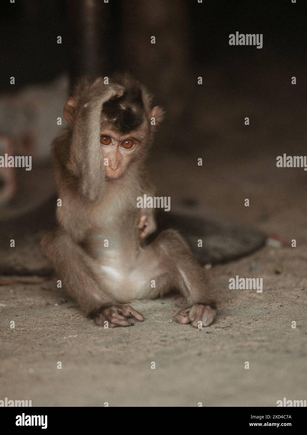 A sad monkey got chained Stock Photo - Alamy