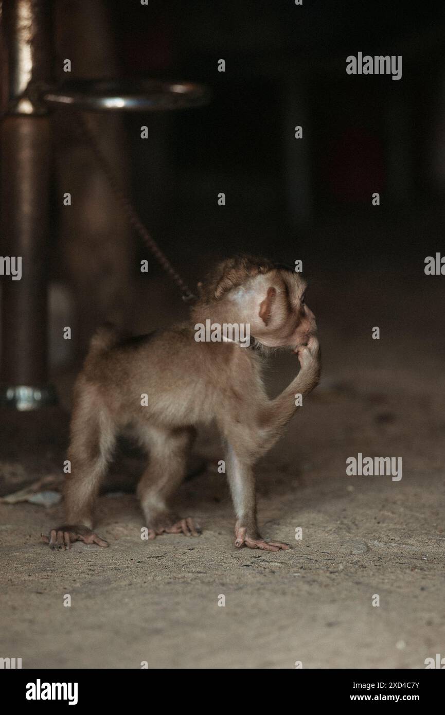 Sad monkey cartoon hi-res stock photography and images - Alamy