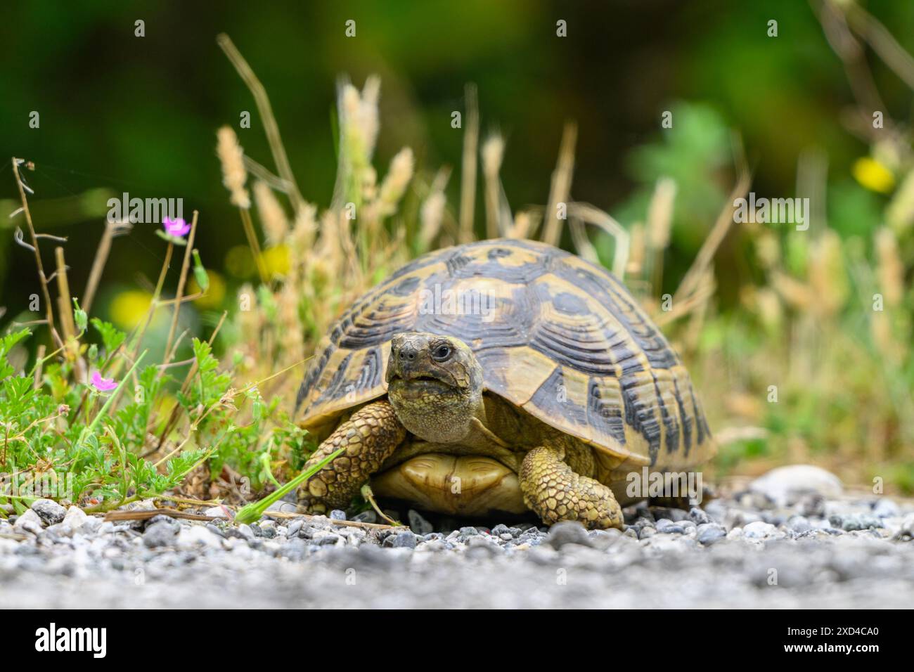 One Tortoise on a pathway in Monenegro Stock Photo - Alamy