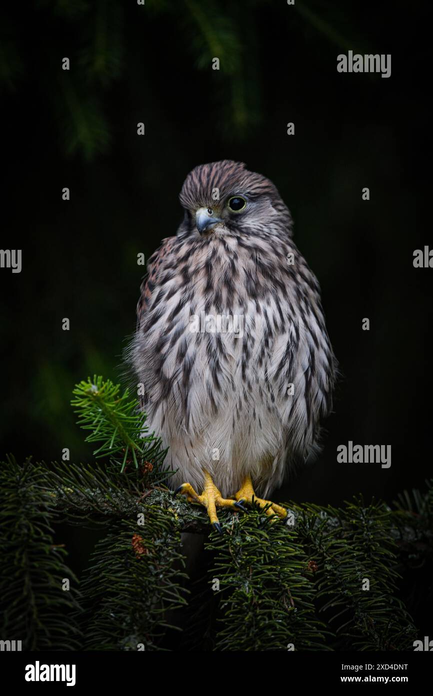 Baby Kestrel Falcon
