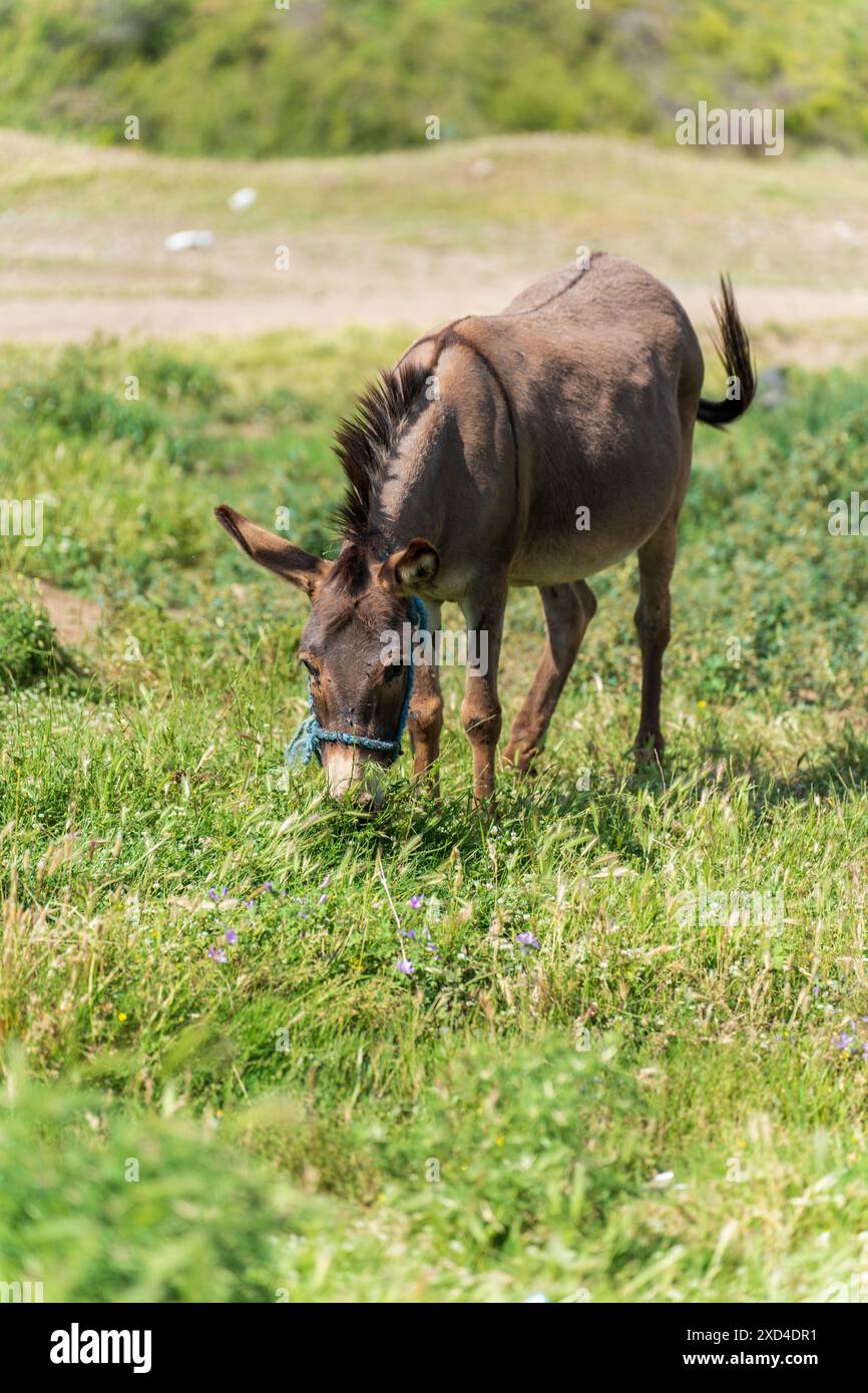 The Portrait of a Donkey. A Serene Pasture Scene in the Park Stock ...