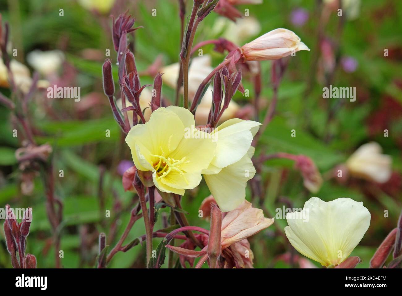 Yellow evening primrose Oenothera odorata ‘Apricot Delight’ in flower ...