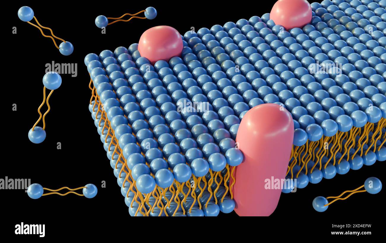 3d rendering of lipid monolayer is a type of cell membrane in which the lipids are arranged in a ...