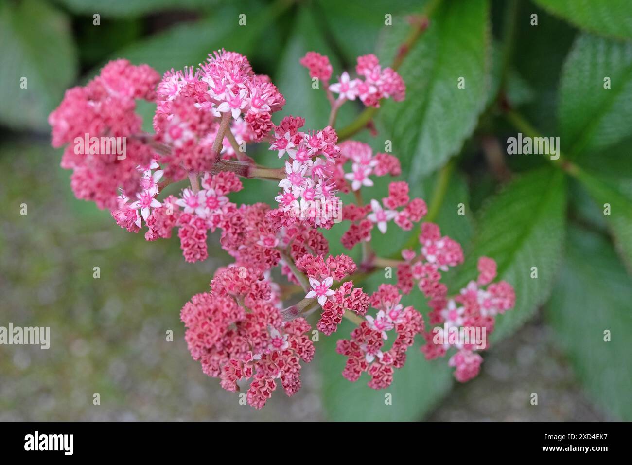 Fingerleaf hi-res stock photography and images - Alamy