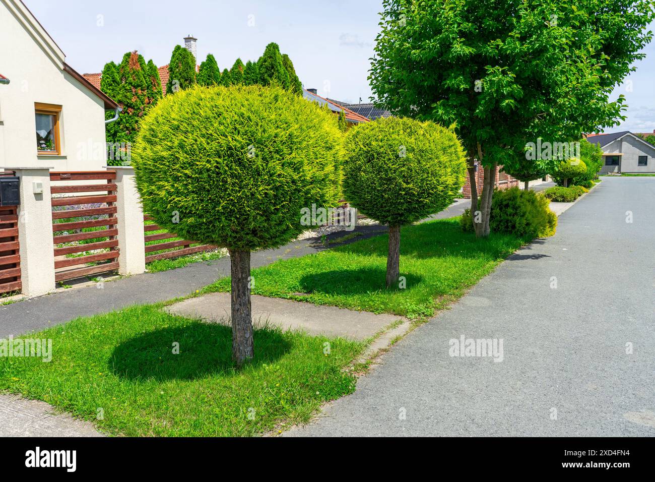 suburbs street with evergreen round shape trees in frontyard Stock ...