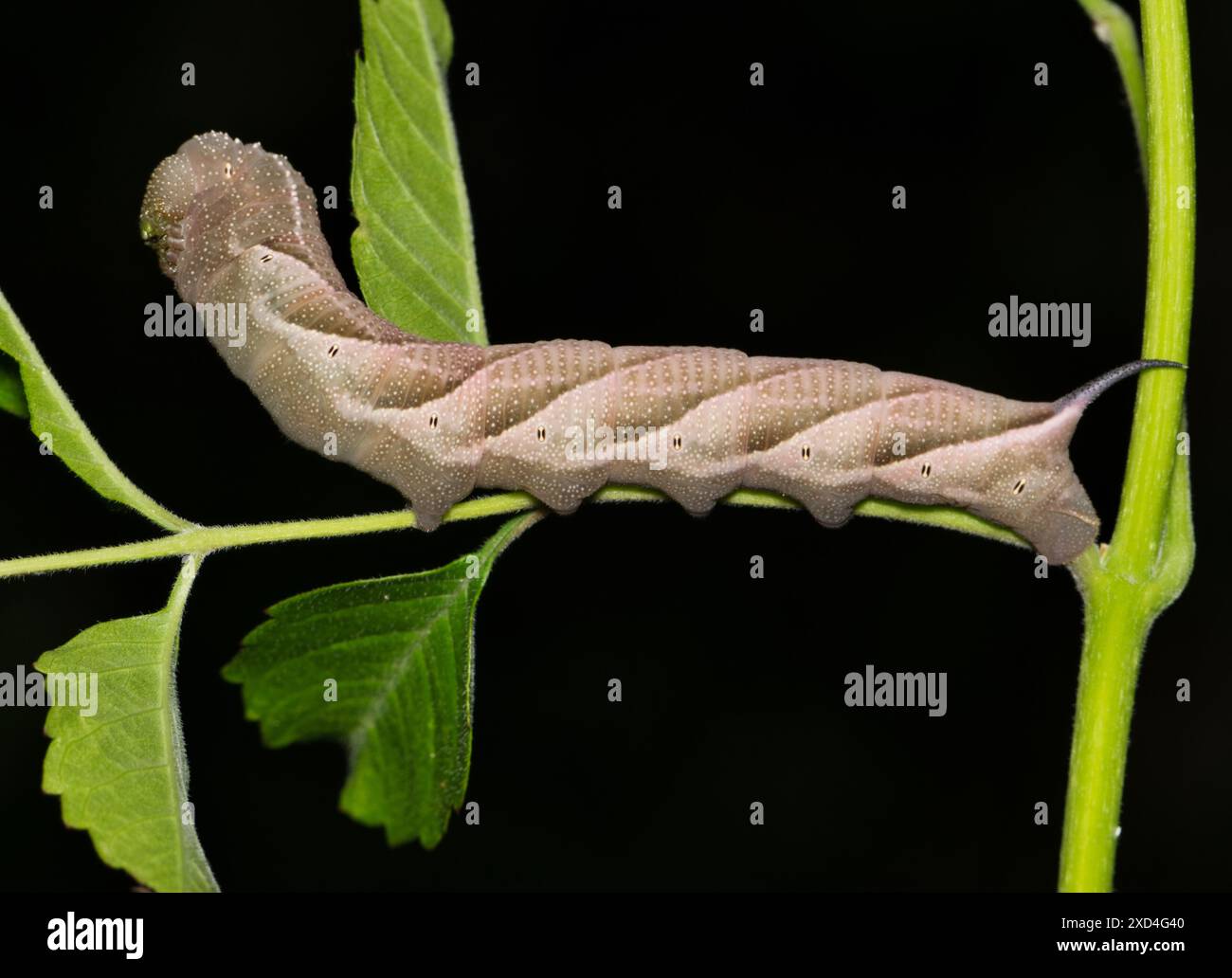 Plebeian sphinx caterpillar hi-res stock photography and images - Alamy