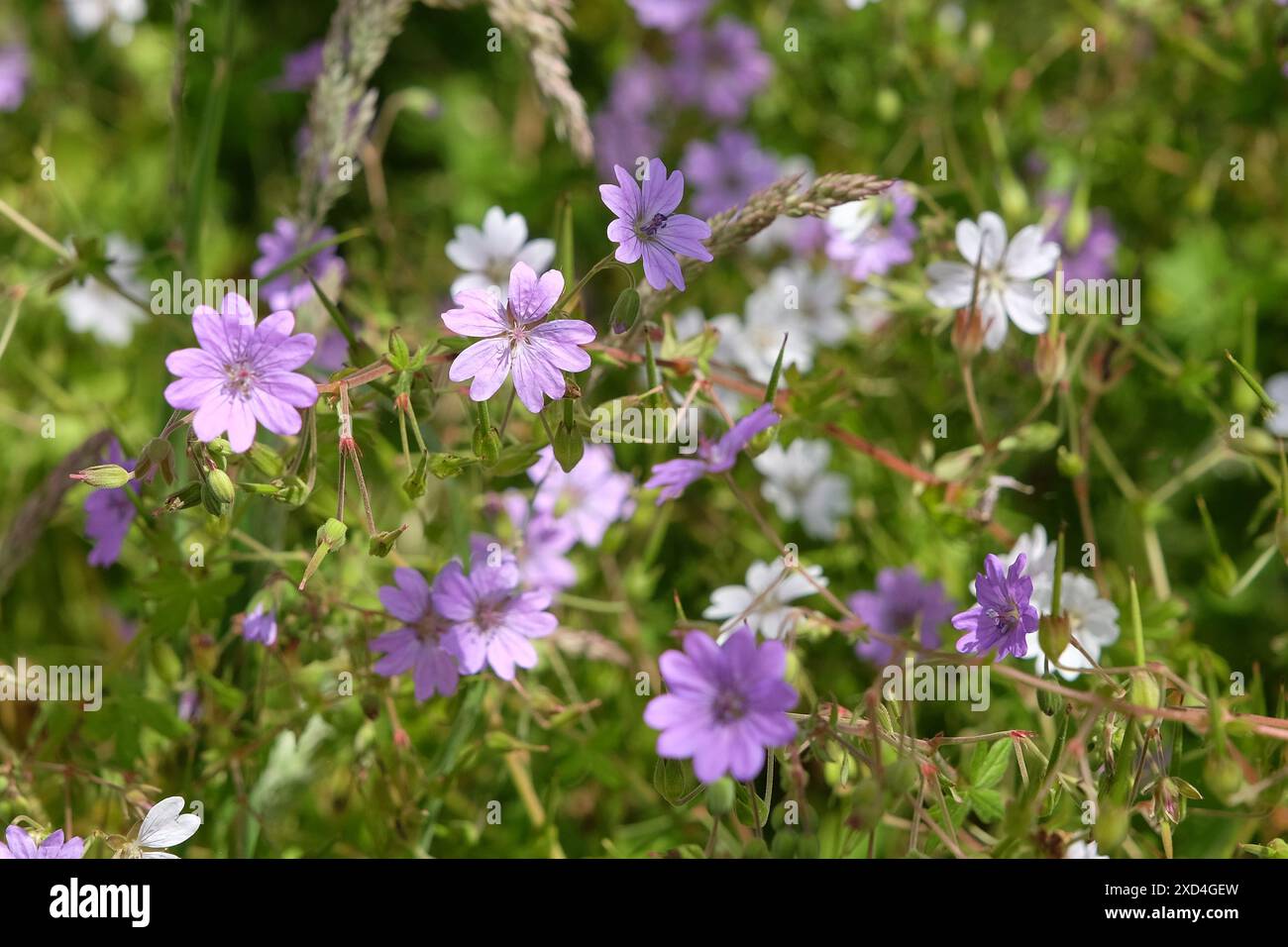Purple and white Geranium pyrenaicum, hedgerow cranesbill, in flower ...