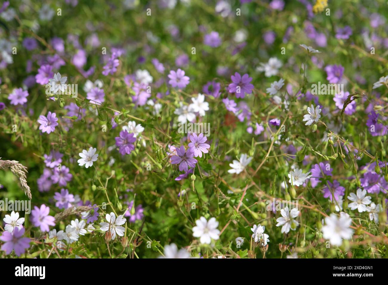 Purple and white Geranium pyrenaicum, hedgerow cranesbill, in flower ...