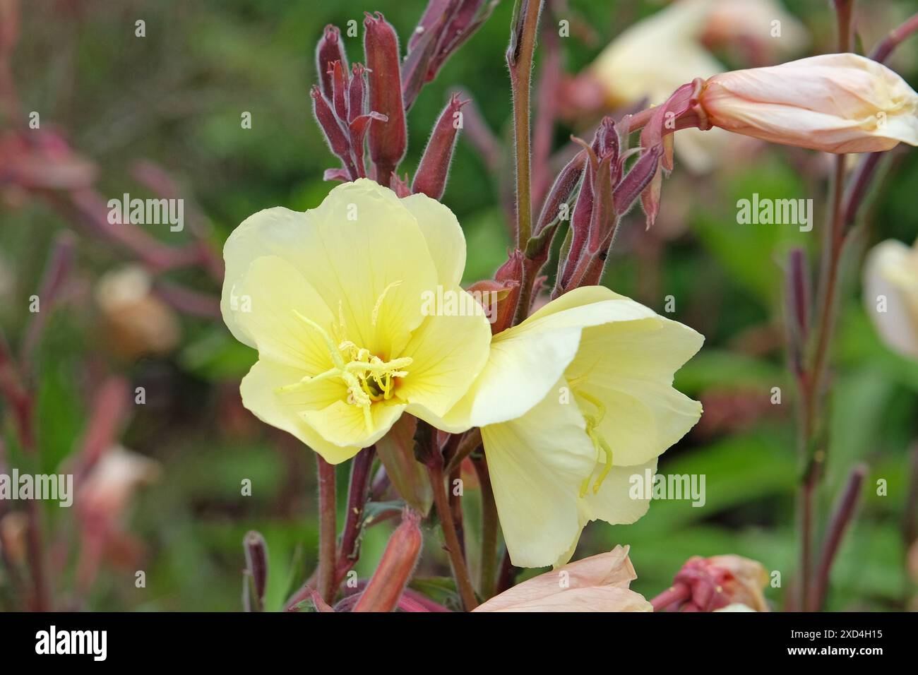 Yellow evening primrose Oenothera odorata ‘Apricot Delight’ in flower Stock Photo - Alamy