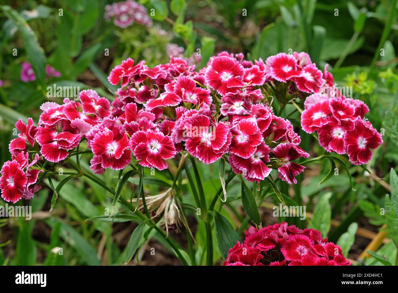 Red Dianthus barbatus, Sweet William, in flower Stock Photo - Alamy