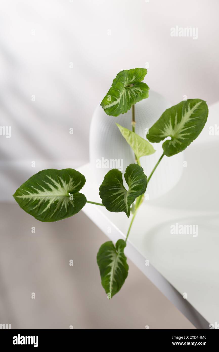 A minimalist white vase with variegated leaves showcases a Syngonium ...