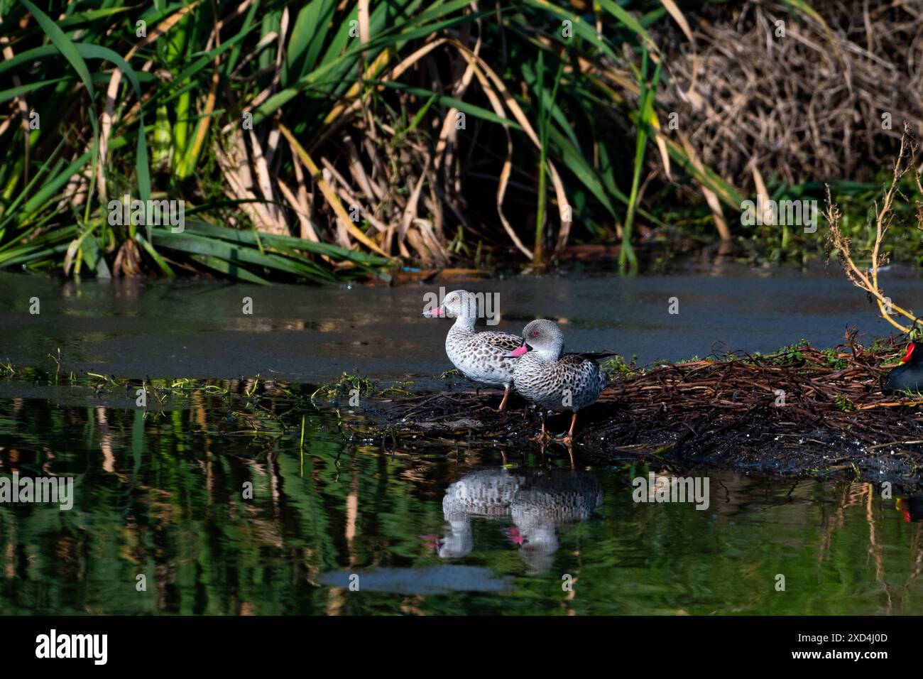 Cape teal ducks in water pond Stock Photo - Alamy